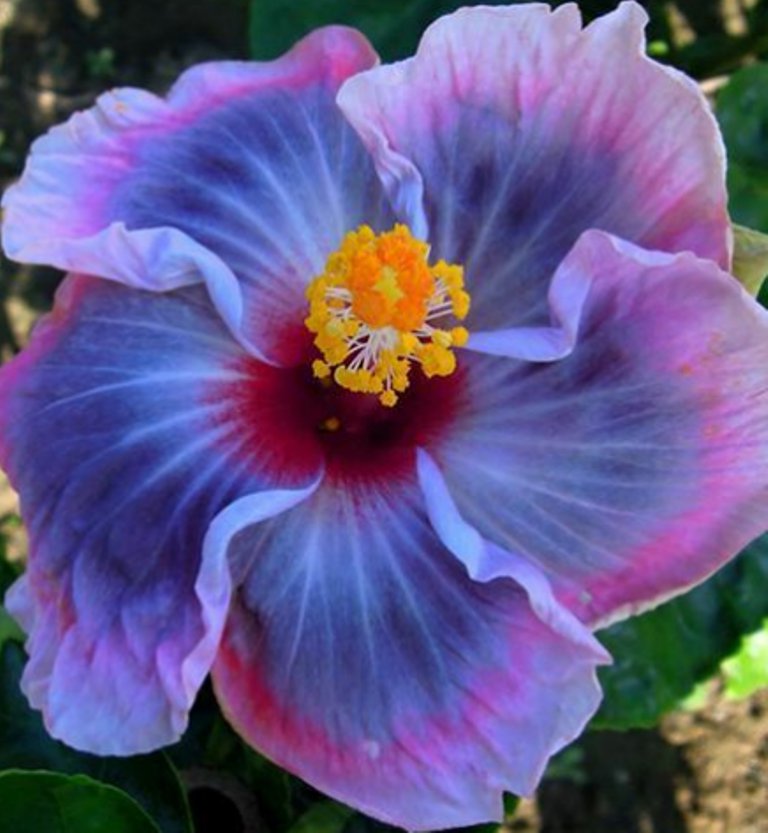 20 Pcs Hibiscus Rosa Sinensis Seeds, Gray Purple Pink Hibiscus ...