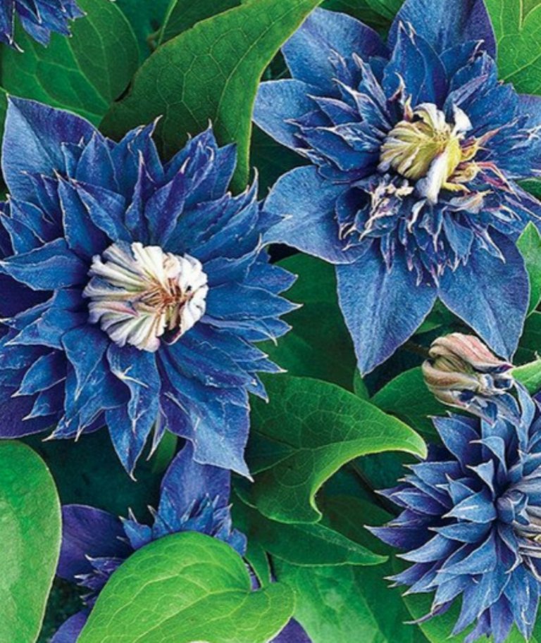 25 Pcs Clematis Perennial Flower Seeds, Double Blue Clematis Seeds
