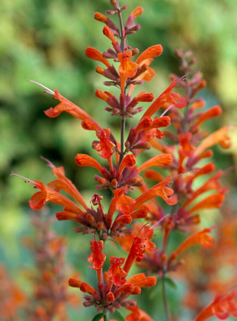 100 Pcs Agastache Perennial Flower Seeds, Red Hyssop Seeds