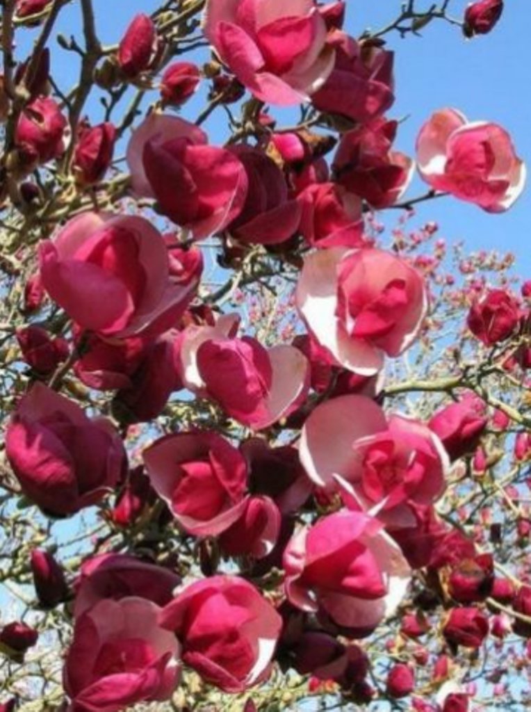 5 Pcs Lily Flower Tree Seeds, Alexandra Magnolia Seeds, Tulip Tree Seeds