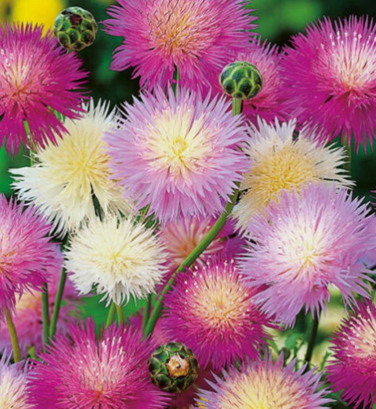 50 Pcs White Pink Purple Sweet Sultan Flower Seeds, Sweet Sultan ...