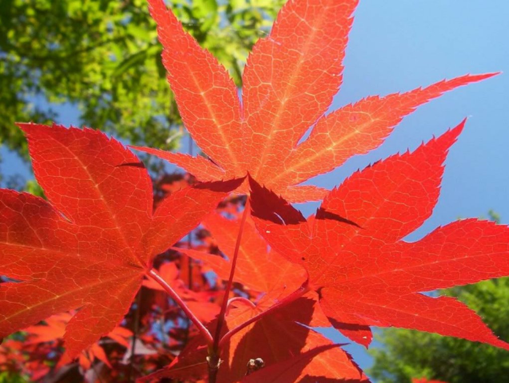10 Pcs Acer Palmatum Seeds, Red Orange Japanese Maple Tree Seeds