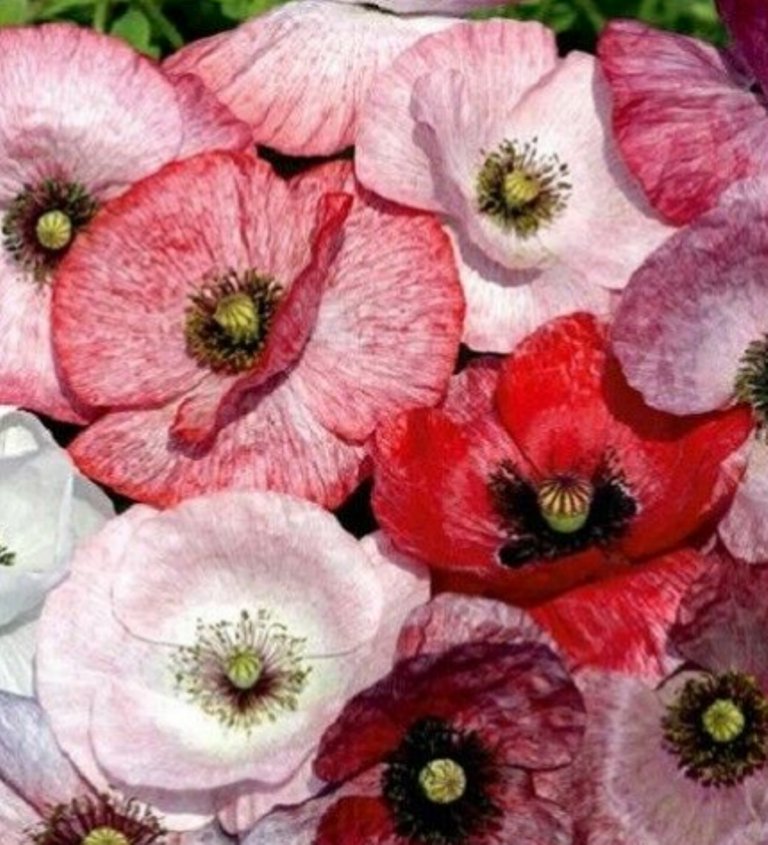100 Pcs Papaver Rhoeas Seeds, Mother of Pearl Poppy Mixed Color Seeds