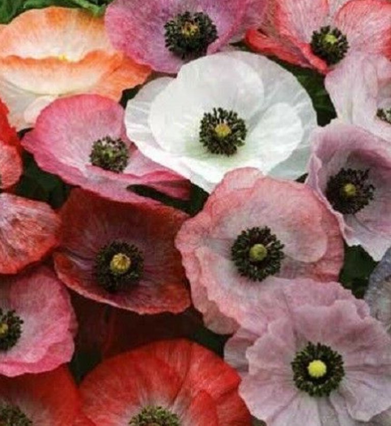100 Pcs Papaver Rhoeas Seeds, Mother of Pearl Poppy Mixed Color Seeds