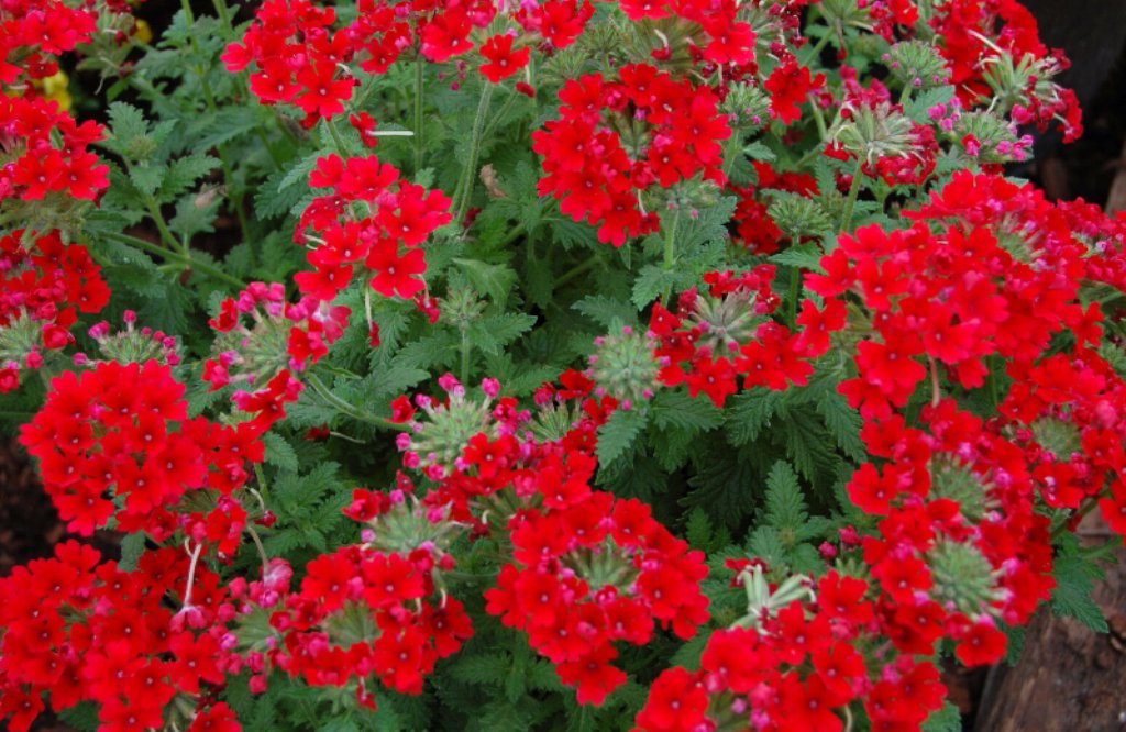 50 Pcs Verbena Nana Compacta Seeds, Scarlet Verbena Seeds, Scarlet Red ...
