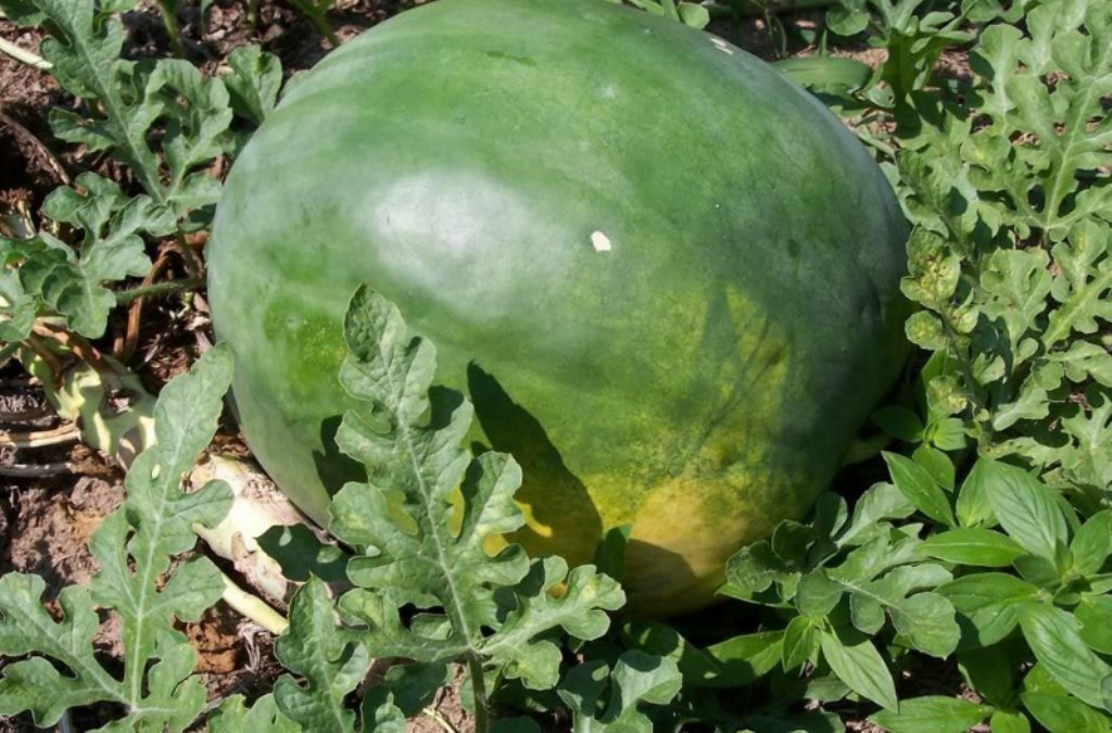 50 Pcs Cannon Ball Watermelon Seeds, Florida Giant Watermelon Seeds ...