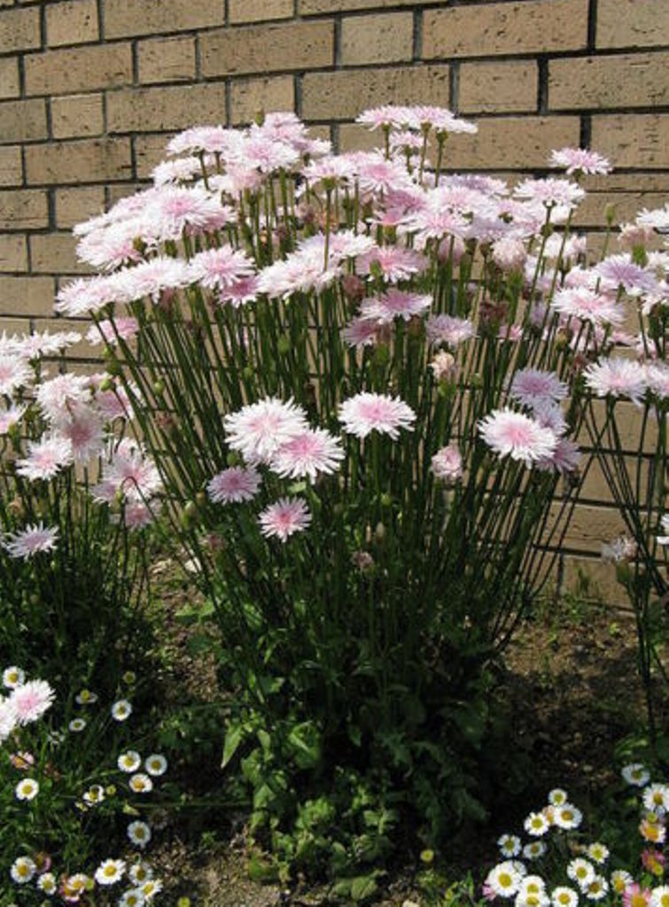 25 Pcs Crepis Rubra Flower Seeds, Pink Hawksbeard Seeds, Two Tone ...