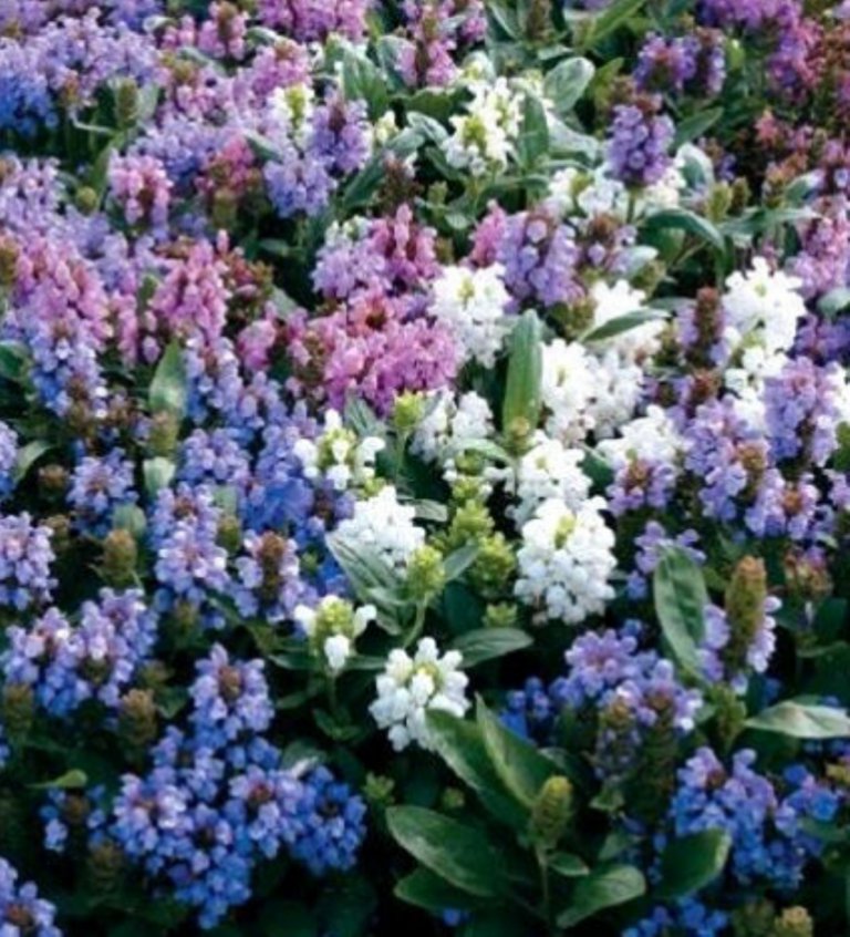 50 Pcs Prunella Grandiflora Seeds, Pagoda Mix Prunella Seeds, Bigflower ...
