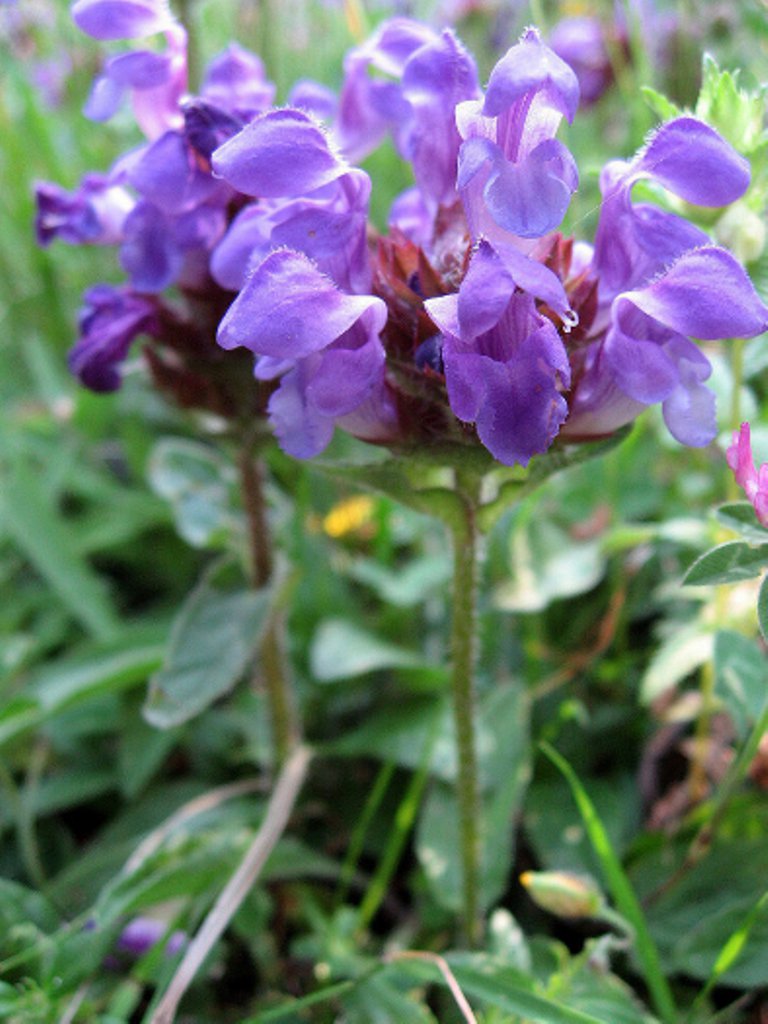 50 Pcs Prunella Grandiflora Seeds, Pagoda Mix Prunella Seeds, Bigflower ...