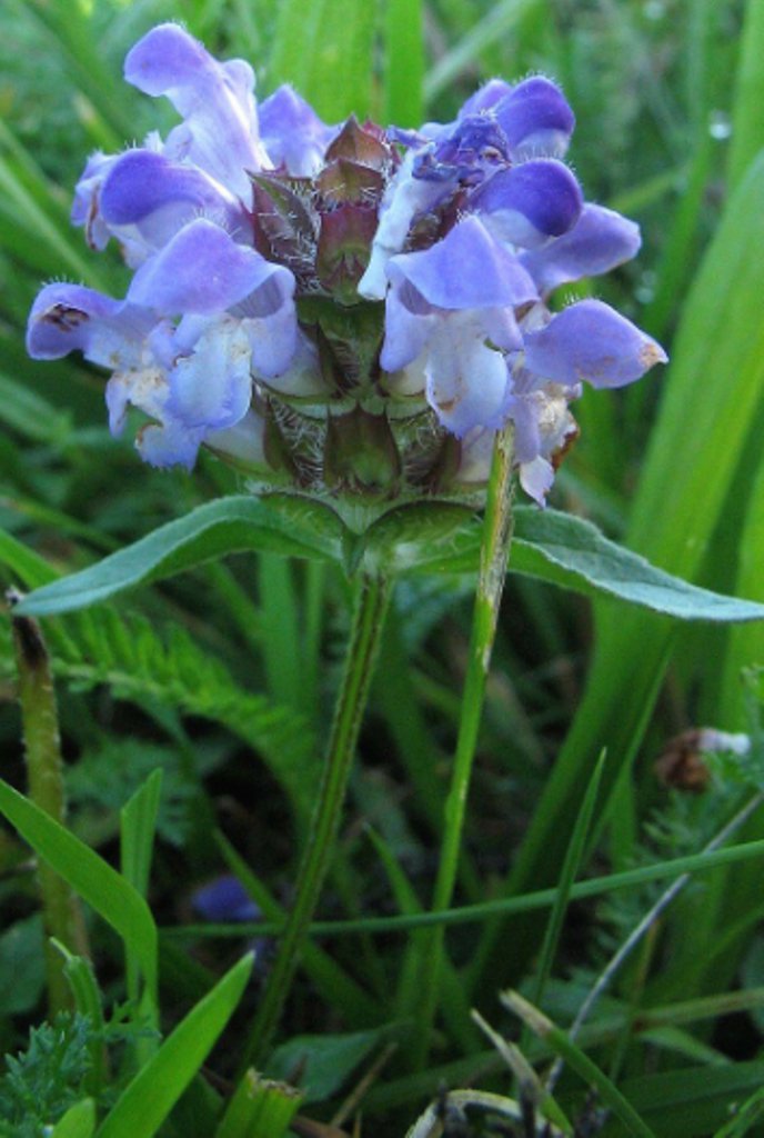 50 Pcs Prunella Grandiflora Seeds, Pagoda Mix Prunella Seeds, Bigflower ...