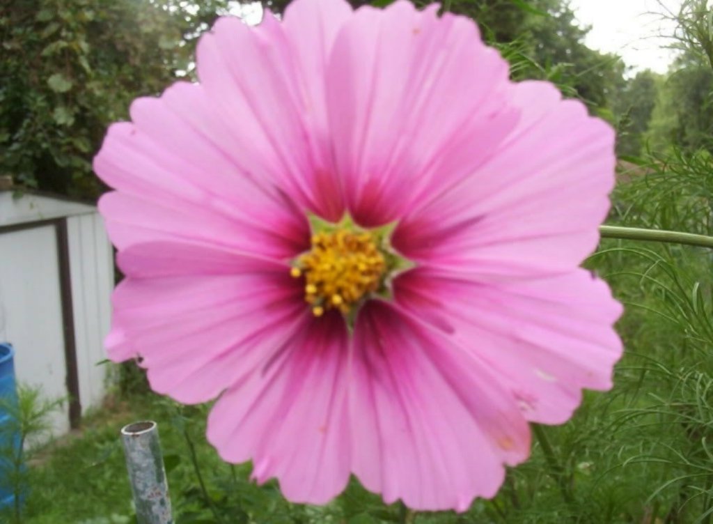 300 Pcs Cosmos Bipinnatus Seeds, 2 Tone Pink Gloria Cosmos Flower Seeds