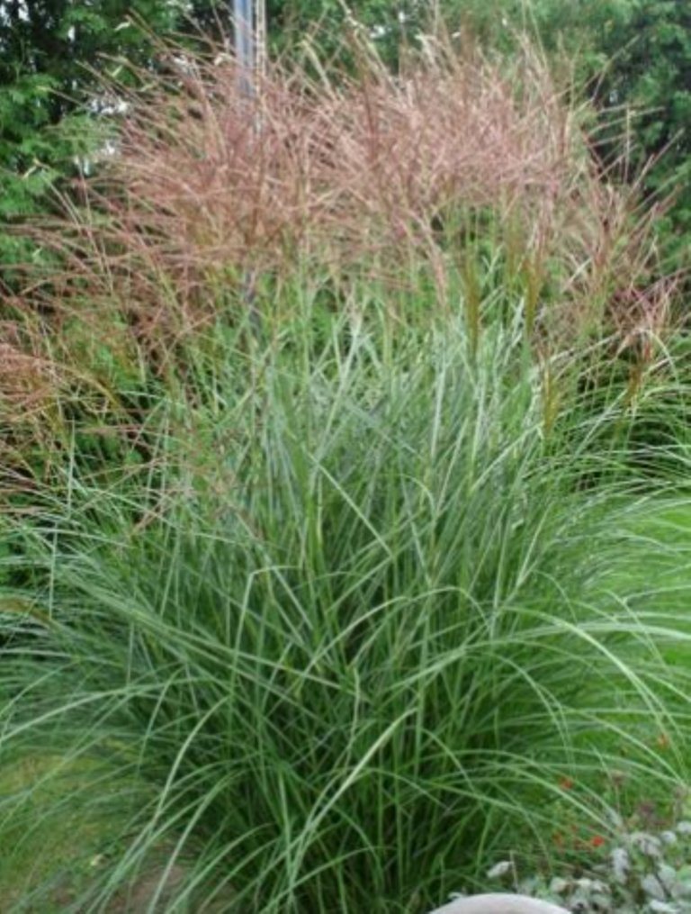 10 Pcs Miscanthus Sinensis Seeds, Red Maiden Grass Seeds, Red Plumes ...