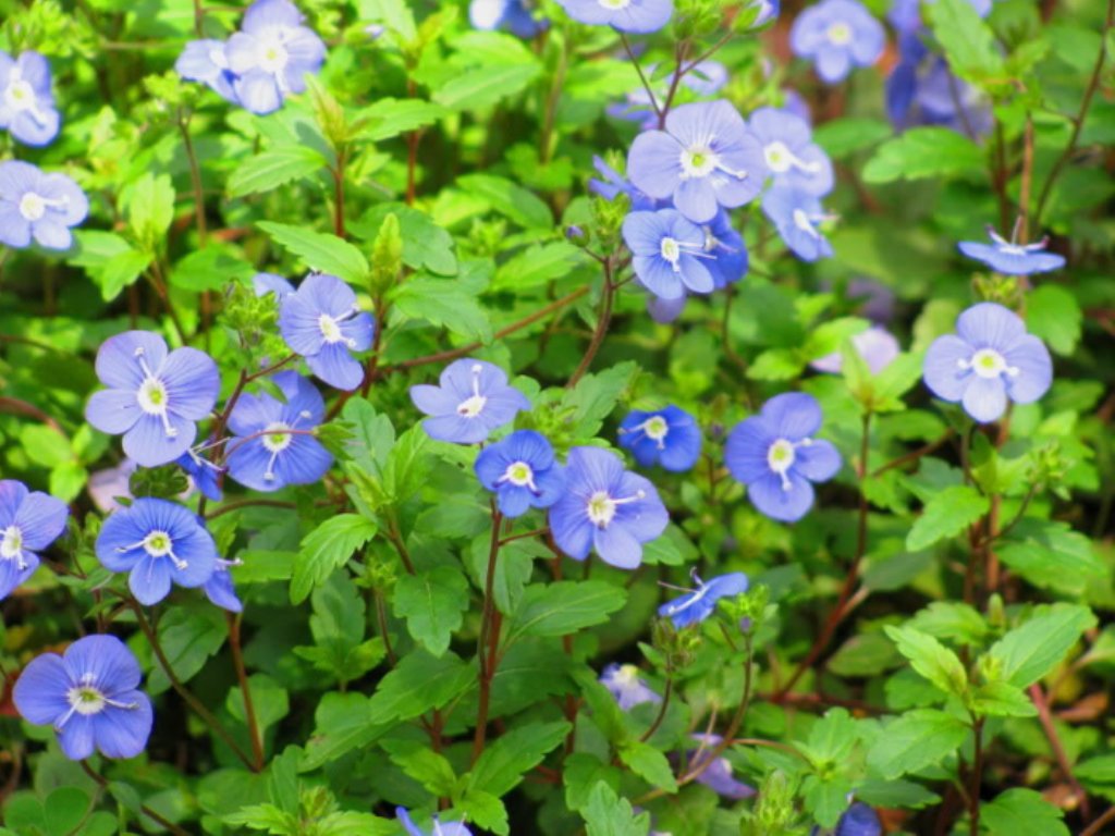 50 Pcs Veronica Repens Seeds, Creeping Blue Speedwell Flower Seeds