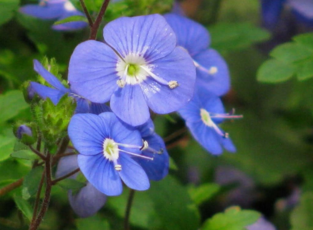50 Pcs Veronica Repens Seeds, Creeping Blue Speedwell Flower Seeds