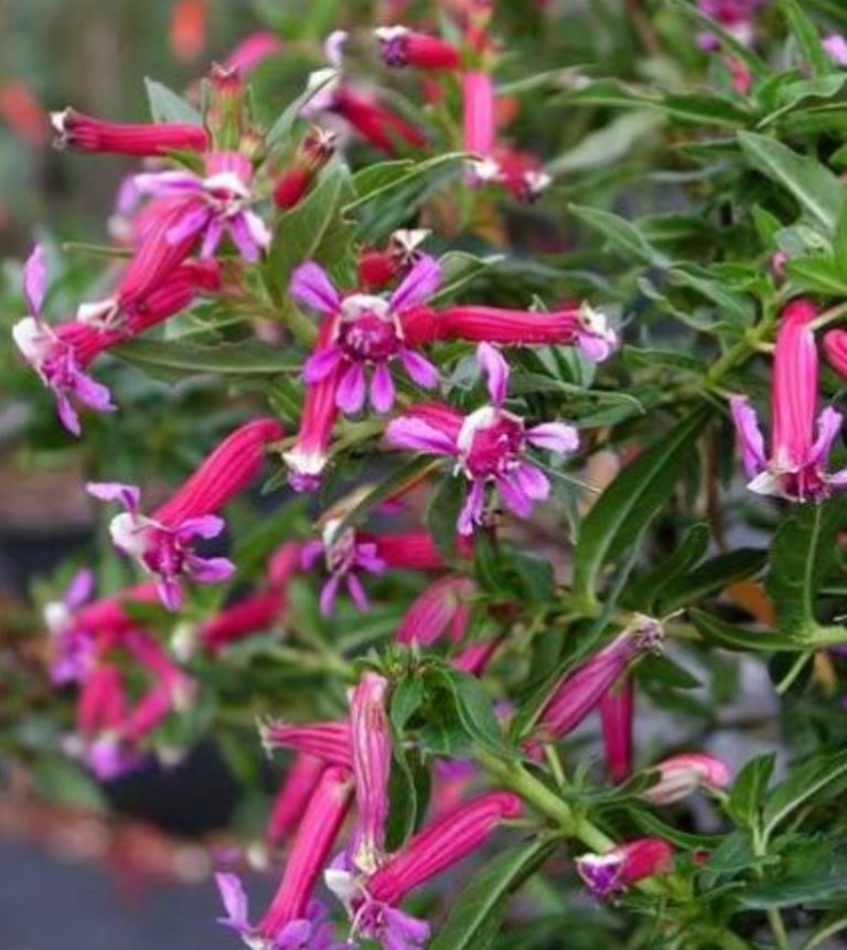 10 Pcs Cuphea Ignea Coan Seeds, Rose Cigar Plant Seeds, Mexican ...