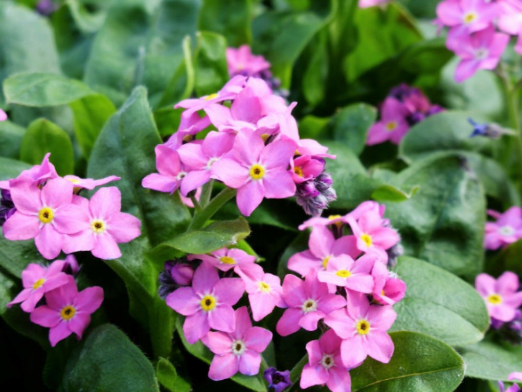 100 Pcs Myosotis Sylvatica Seeds, Victoria Pink Forget Me Not Flower Seeds