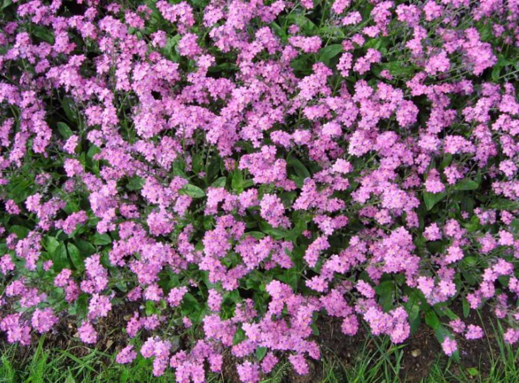 100 Pcs Myosotis Sylvatica Seeds, Victoria Pink Forget Me Not Flower Seeds