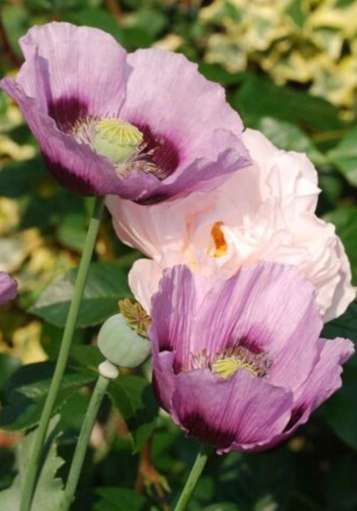 1000 Pcs Papaver Somniferum Seeds, Single Lilac Poppy Flower Seeds