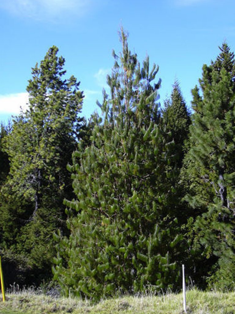 30 Pcs Pinus Patula Seeds Seeds, Mexican Weeping Pine Tree Seeds