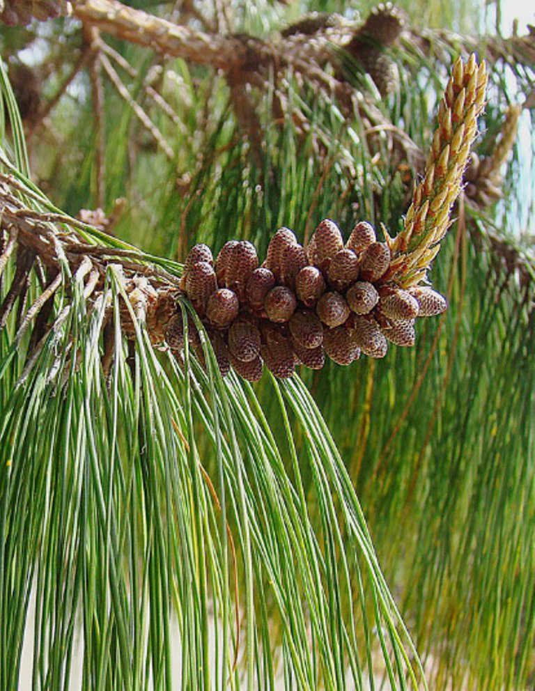 30 Pcs Pinus Patula Seeds Seeds, Mexican Weeping Pine Tree Seeds