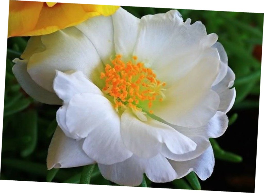 100 Pcs White Portulaca Grandiflora Seeds, White Moss Rose Flower Seeds