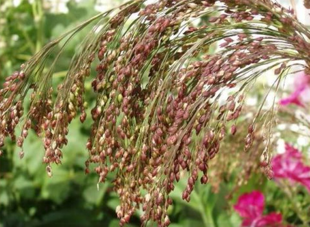 30 Pcs Panicum Miliaceum Violaceum Seeds, Violet Panic Grass Seeds ...