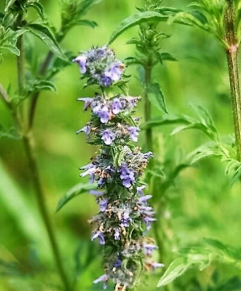 250 Pcs Schizonepeta Tenuifolia Seeds, Japanese Catnip Seeds, Purple ...