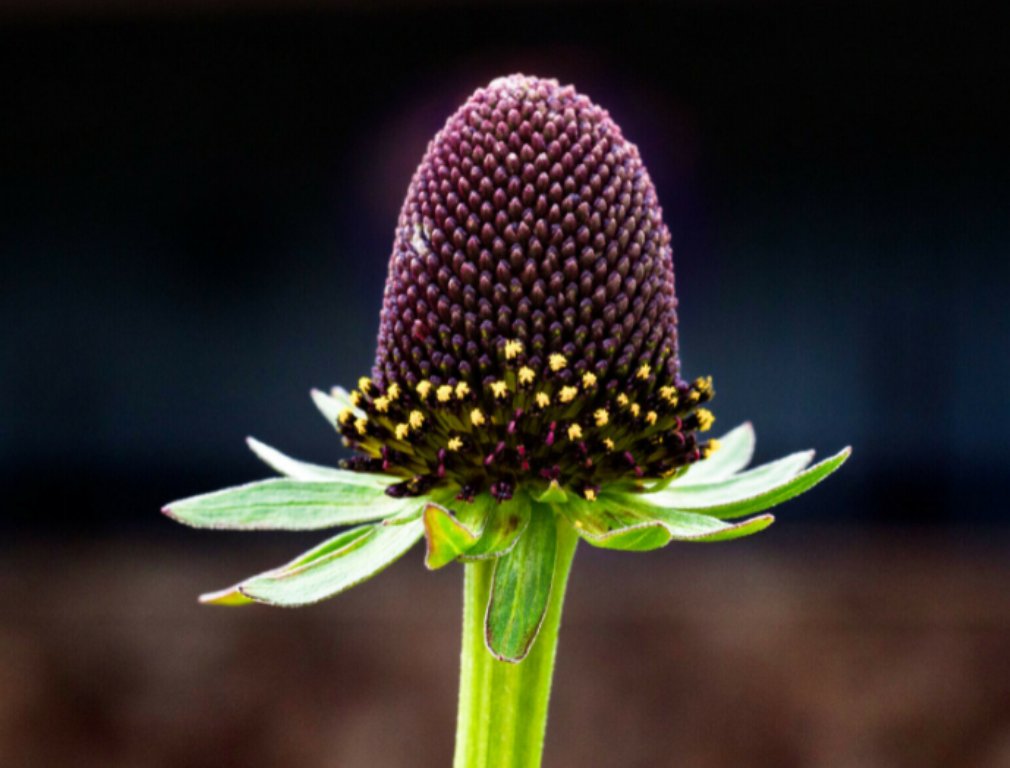 30 Pcs Rudbeckia Occidentalis Seeds, Western Coneflower Seeds, Green ...