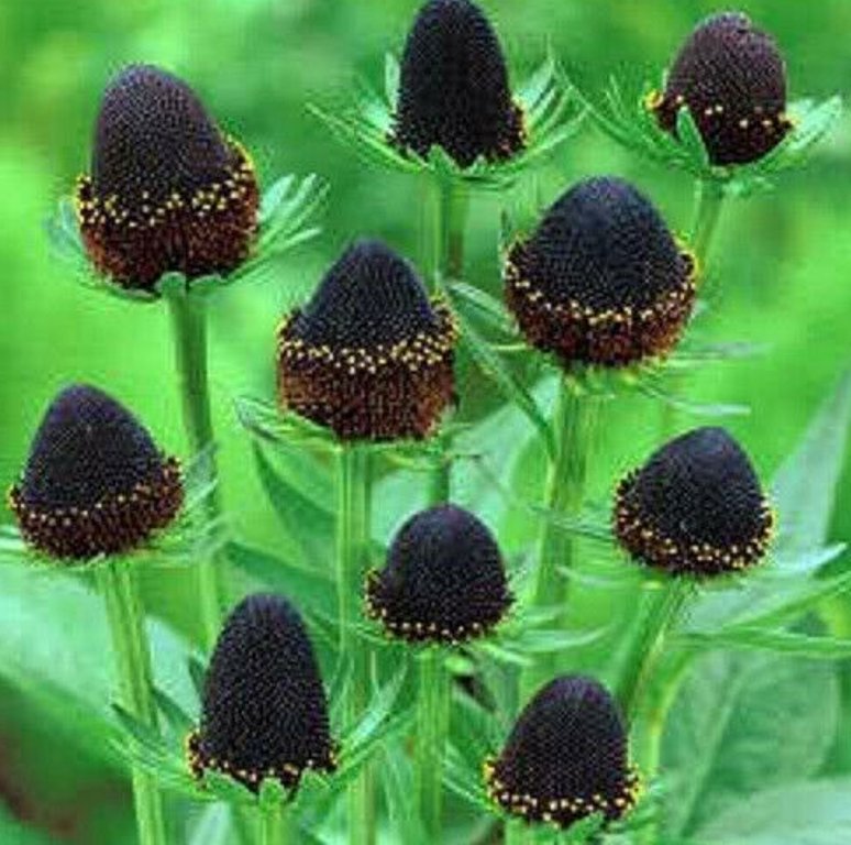 30 Pcs Rudbeckia Occidentalis Seeds, Western Coneflower Seeds, Green ...