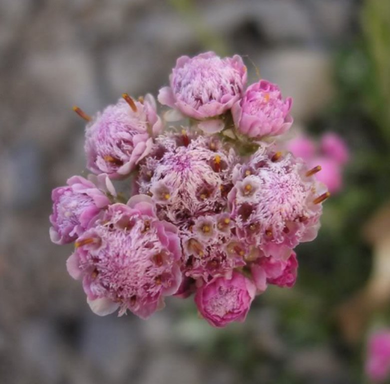 20 Pcs Antennaria Dioica Rubra Seeds, Red Pussytoes Seeds, Pink ...