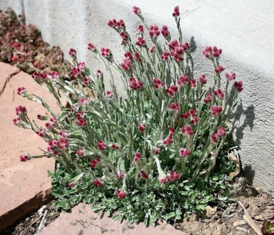 20 Pcs Antennaria Dioica Rubra Seeds, Red Pussytoes Seeds, Pink ...