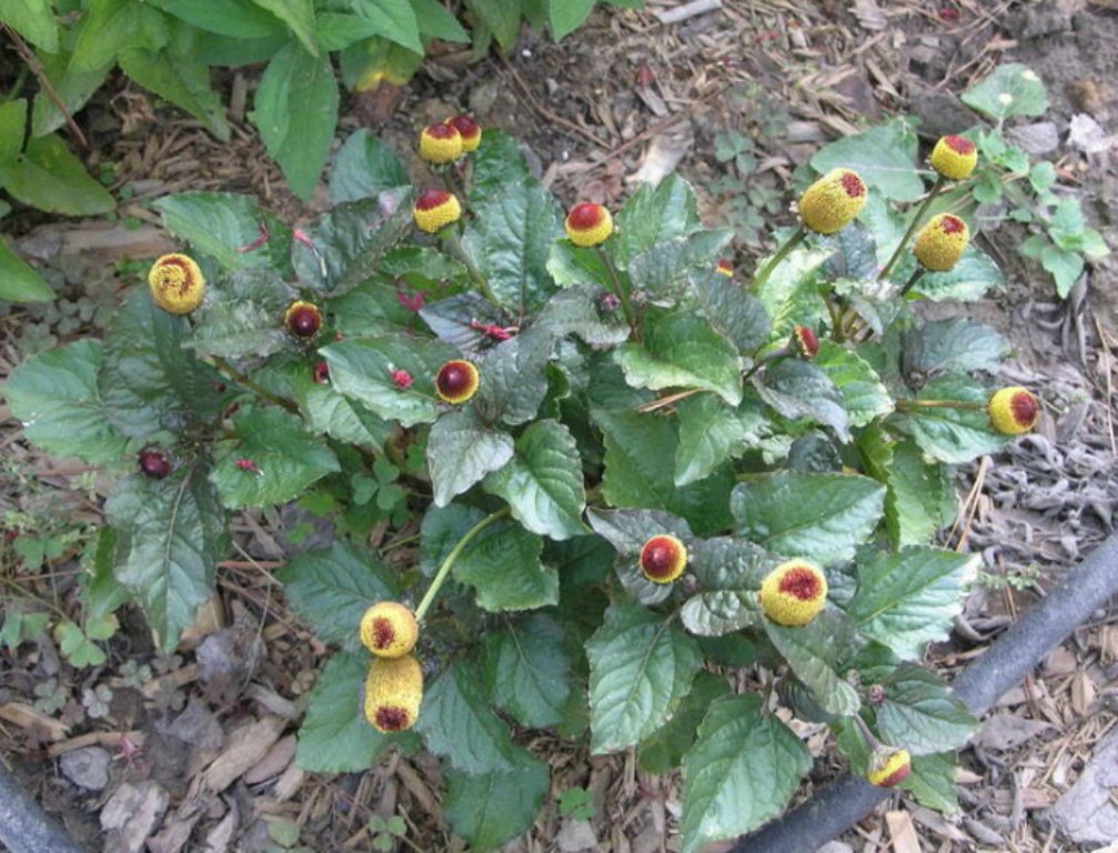 100 Pcs Spilanthes Oleracea Seeds, Toothache Plant Seeds, Eyeball Plant ...