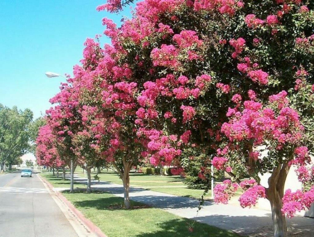 50 Pcs Lagerstroemia Indica Seeds, Mixed Colors Crepe Myrtle Seeds