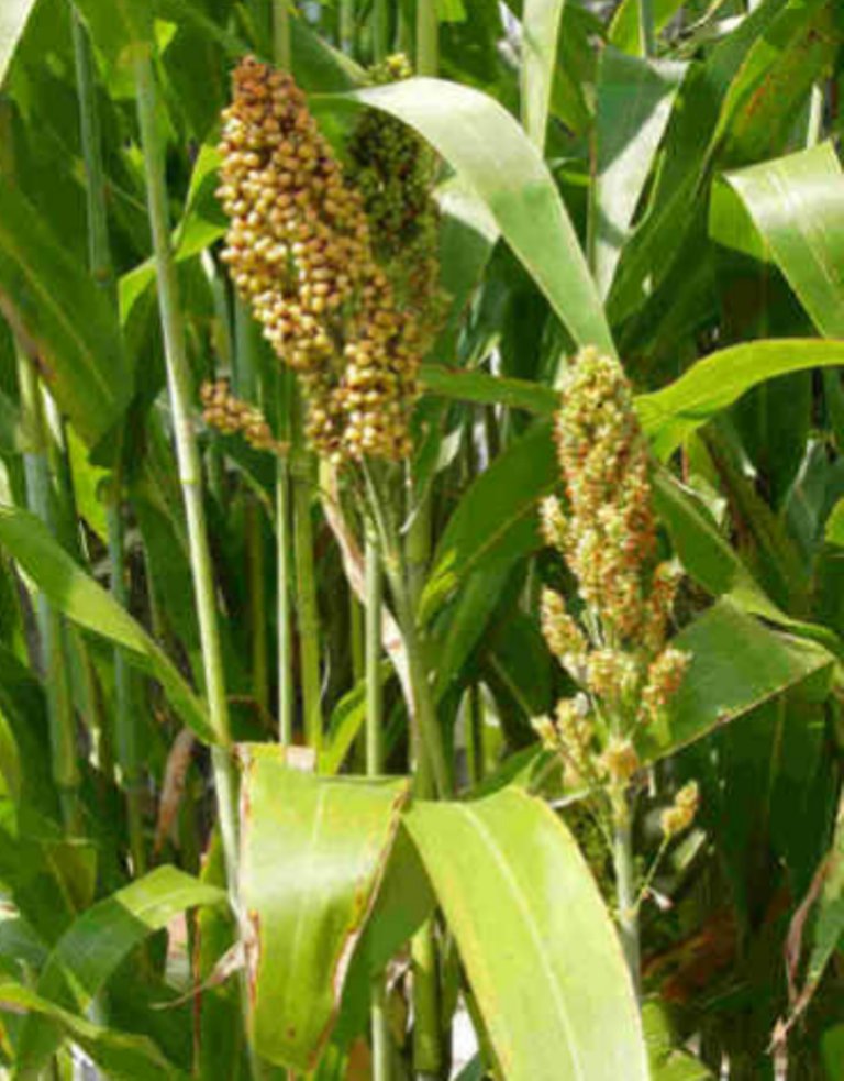 50 Pcs Sorghum Bicolor Seeds, Mixed Colors Broom Corn Sorghum Seeds