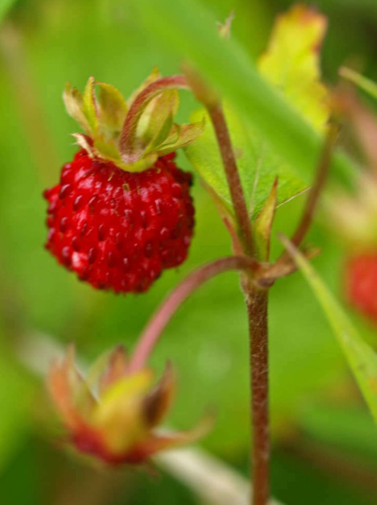100 Pcs Solemacher Berry Fragari Seeds, Vesca Baron Strawberry Seeds