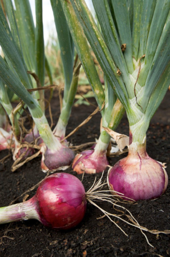 100 Pcs Red Allium Cepa Seeds, Scarlet Bandit Bunching Onion Seeds