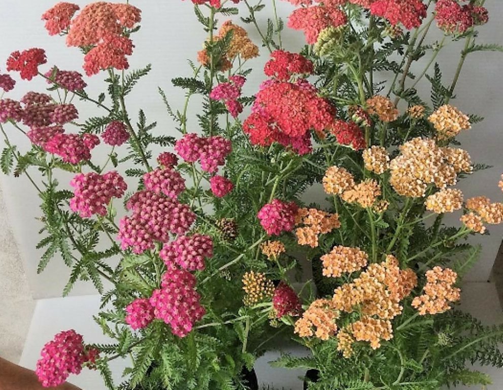 500 Pcs Achillea Millefolium Seeds, Mixed Color Summer Yarrow Seeds