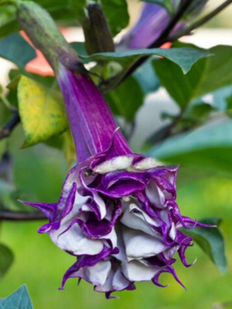 10 Pcs Purple Angels Trumpet Seeds, Datura Metel Fastuosa Seeds