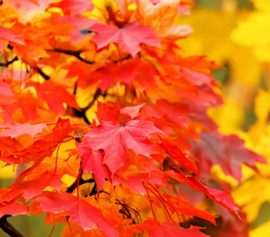 10 Pcs Water Maple Tree Seeds, Acer Rubrum Seeds