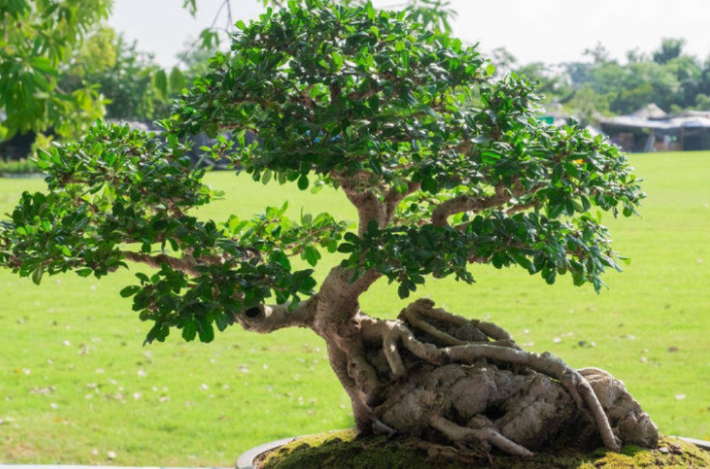 20 Pcs Sacred Fig Tree Seeds, Ficus Religiosa Seeds