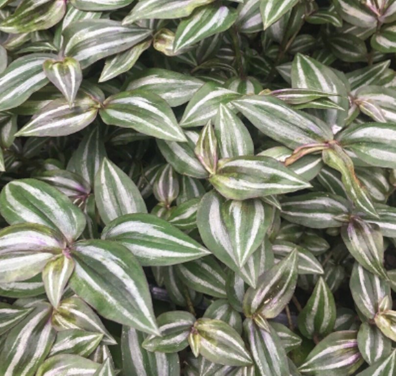 6 Pcs 5" Cuttings Wandering Jew Plant, Dwarf Mini Tradescantia Zebrina ...