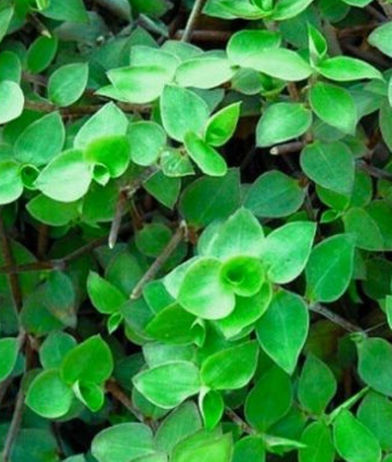 30 Pcs 5" Cuttings Dwarf Wandering Jew Plant, Tradescantia Mini ...