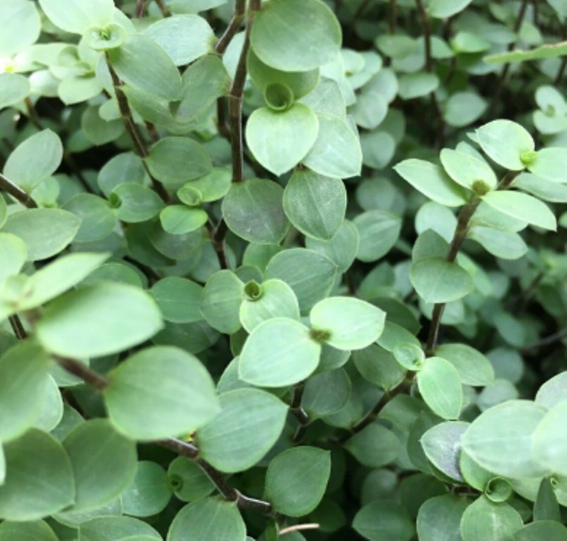 10 Pcs 5" Long Cuttings Tradescantia Mini Green Callisia Plant ...