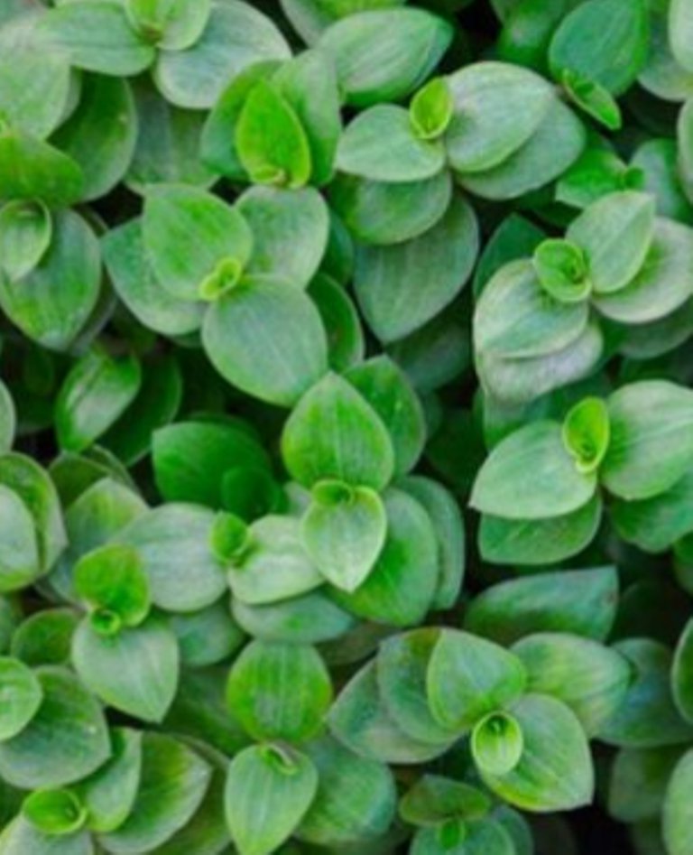 20 Pcs 5" Long Cuttings Tradescantia Mini Callisia Repens Bolivian ...