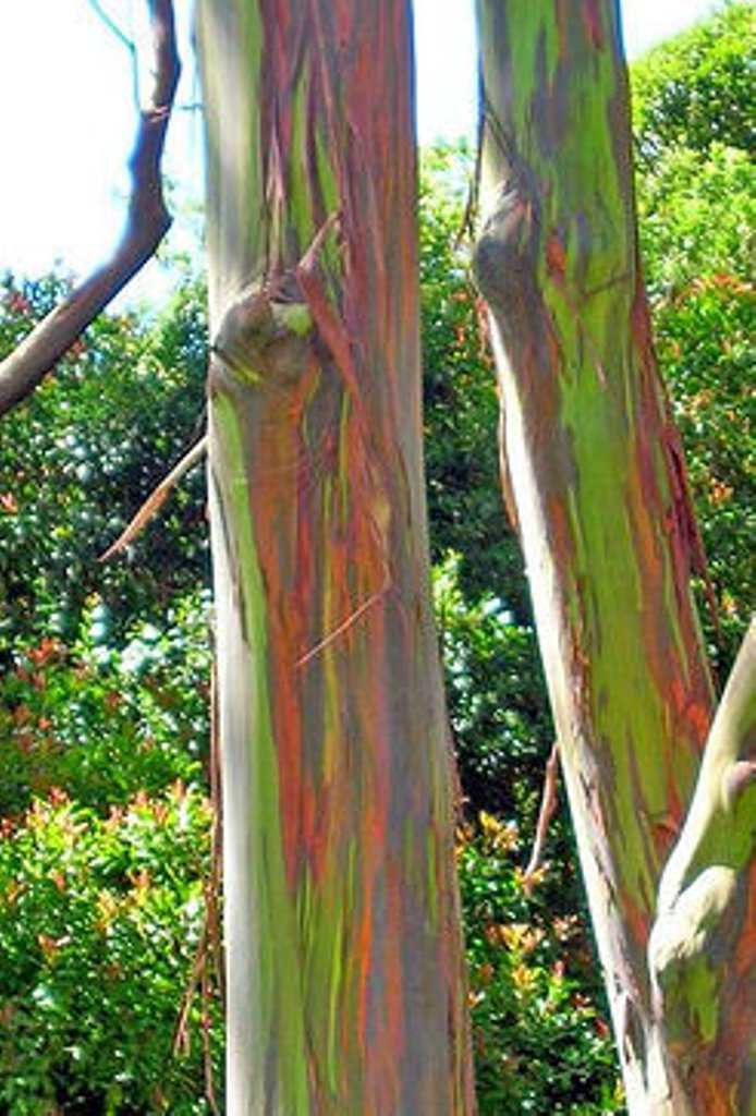 10 Pcs Rainbow Eucalyptus Tree Seeds, Eucalyptus Deglupta Plant Seeds