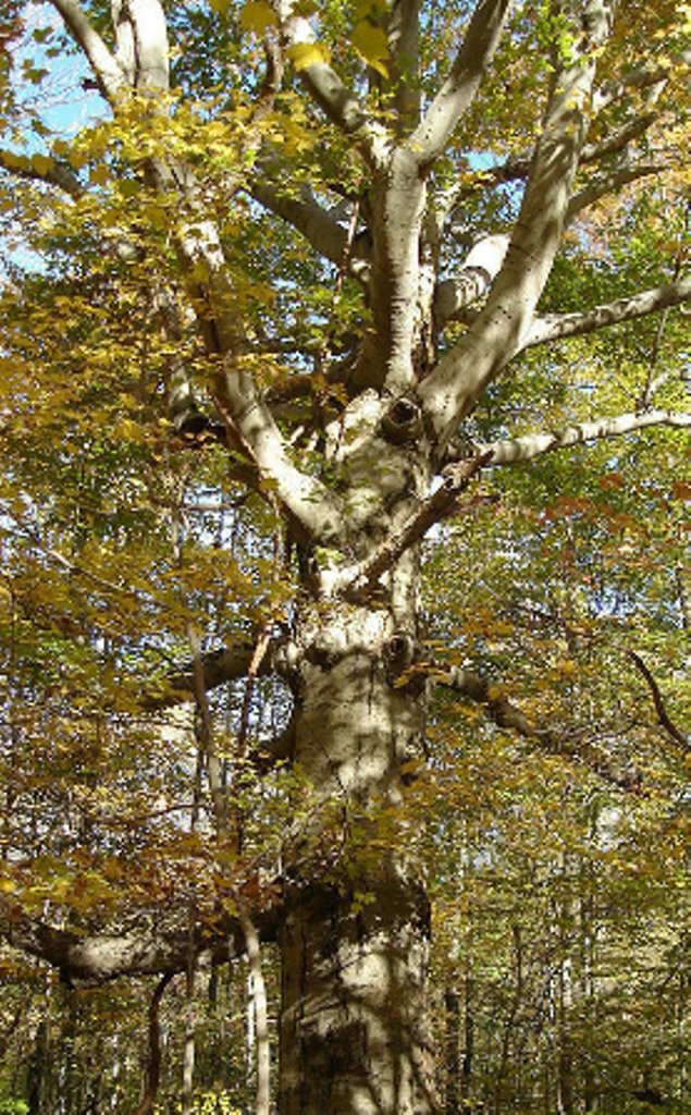 5 Pcs American Beech Tree Seeds, Fagus Grandifolia Seeds