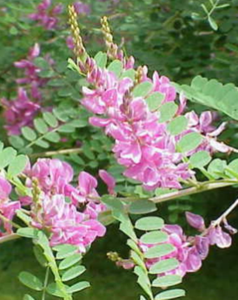 10 Pcs Indigofera Tinctoria Flower Seeds, Purple Indigo Flower Seeds