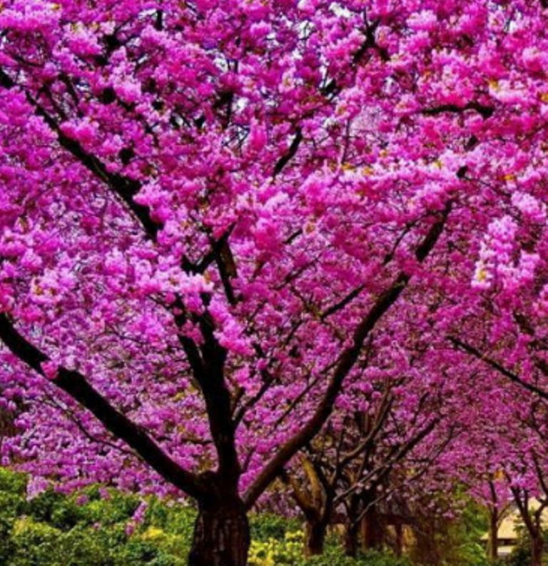 10 Pcs Judas Tree Seeds, Cercis Siliquastrum Flower Seeds
