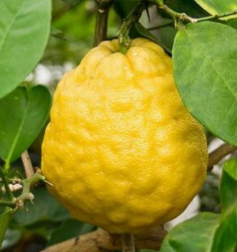 5 Pcs Ponderosa Lemon Tree Seeds, Citrus Limon Fruit Seeds