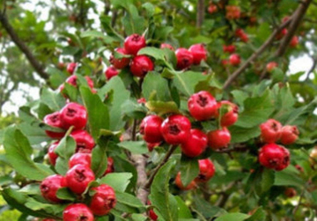 10 Pcs Mayhaw Fruit Tree Seeds, Crataegus Opaca Seeds